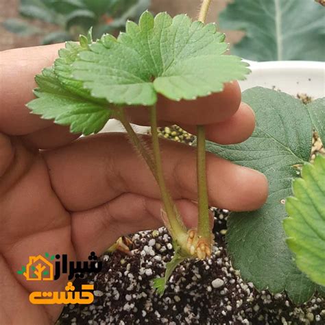 آموزش جامع تکثیر توت فرنگی از طریق رانر ویدئو شیراز کشت