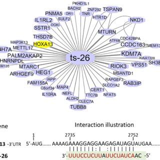 A Summary Of TsRNA Identification And Characterization A Flowchart