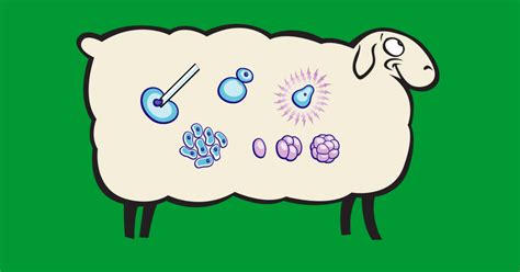 Cloning Dolly Animation