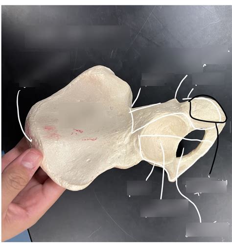 Anatomy Lab Chapter 8 Skeletal System Pelvic Girdle Diagram Quizlet