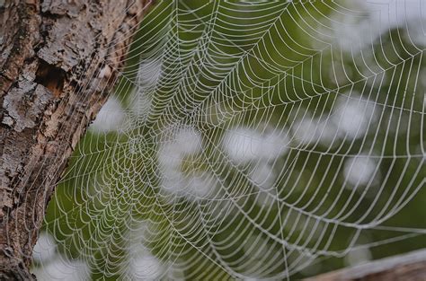 거미줄 짖다 편물 나무 Pixabay의 무료 사진 Pixabay