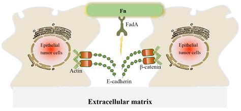 Cancers Free Full Text The Role Of Fusobacterium Nucleatum In