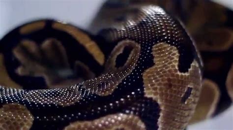 Sssssssssssssssss Youtube