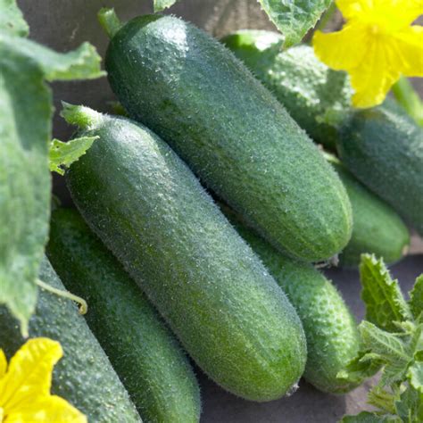 Cucumber Plant Gherkin National