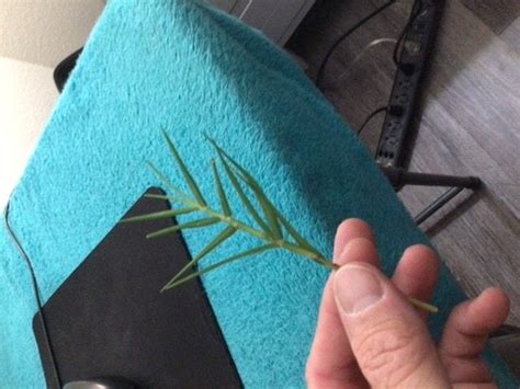 4 Different Grass Types In My Lawn Lawn Care Forum