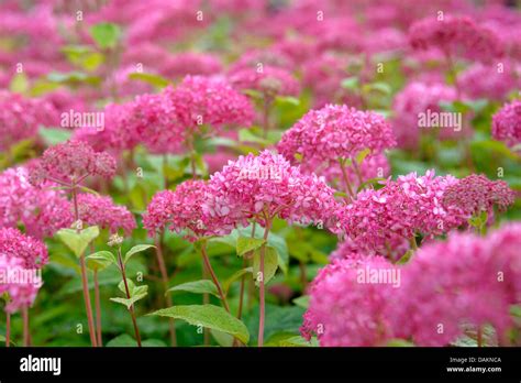 Hydrangea Hydrangea Arborescens Invincibelle Spirit Hydrangea