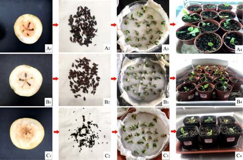 Seed Development Of Mianli A Natural Pollination B Artificial