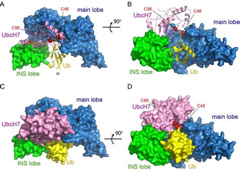 Figures And Data In Insights Into The Ubiquitin Transfer Cascade Catalyzed By The Legionella