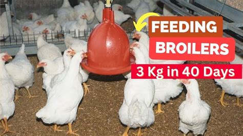 How To Make Broiler Chicken Grow Fast At Mia Hartnett Blog