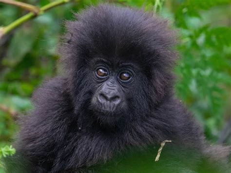 Minimum Days For Gorilla Habituation Experience In Bwindi Visit