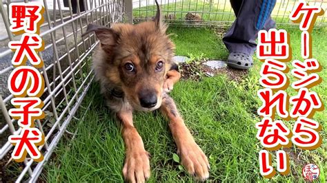 【子犬 保護犬 子猫】野犬の子犬 ケージから出られない Youtube
