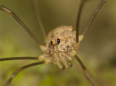 Rilaena Triangularis Insektarium