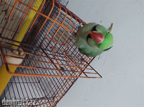 Green Parrot Raw 170034 Birds In Lahore DealMarkaz Pk