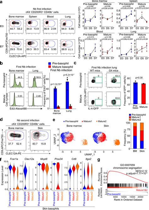 Pre Basophils Can Be Detected In Peripheral Tissues During Helminth