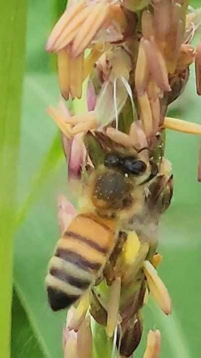 텃밭에벌 Shorts 텃밭 벌 땡벌 옥수수 호박 감자 고구마 고추 Youtube