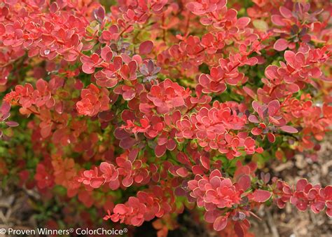 Sunjoy® Tangelo™ Barberry Berberis Thunbergii Proven Winners