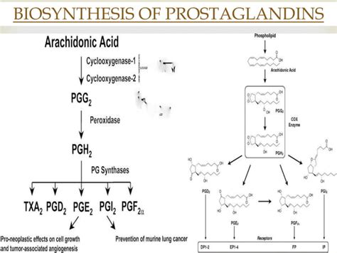 Prostaglandinspptx