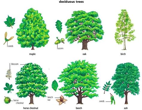 Deciduous Trees Pearltrees