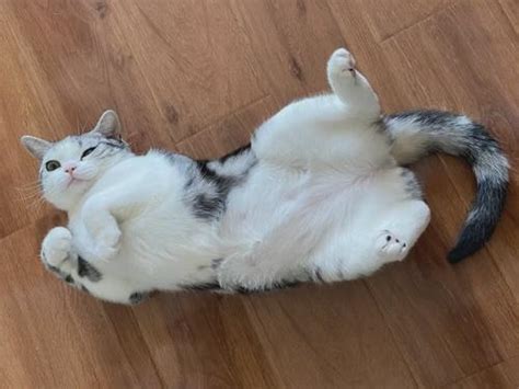 猫咪见面就“躺下打滚”，是喜欢你吗？ 知乎