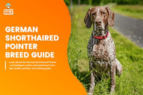German Shorthaired Pointer Dog Breed Information Complete Guide