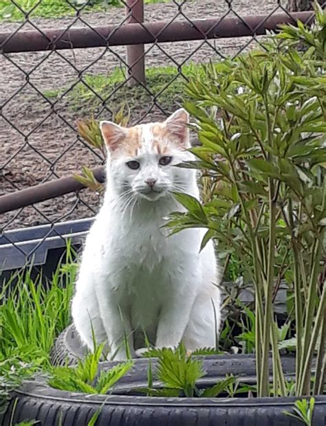 Oddam kotka do adopcji Płońsk OLX pl