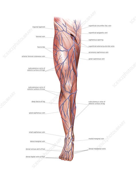 Venous System Of The Lower Limb Artwork Stock Image C Science Photo Library