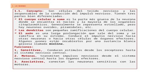 Las Neuronas Y El Sistema Nervioso Humano Pptx Powerpoint