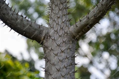 Premium Photo Tropical Tree With Sharp Spikes On Trunk