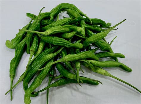 꽈리고추 200그람 싱싱마켓