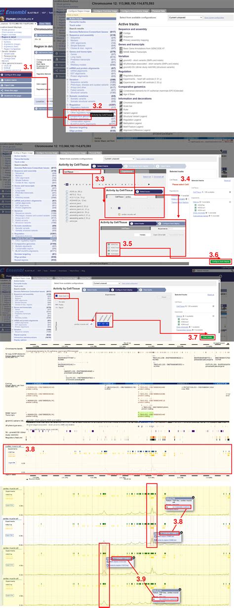 A Web Based Workflow For Selecting Gene And Tissue Specific Enhancers