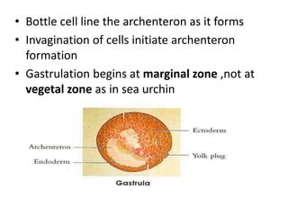 Cleavage And Gastrulation In Amphibians Pptx