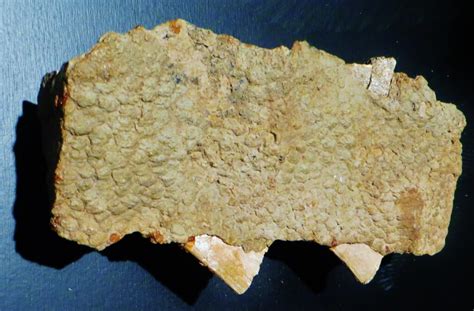 Why Skin Impression Fossils Are So Rare—and Why They Matter So Much