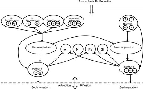 Schematic Of The Lower Trophic Level Ecosystem Model Components Each Download Scientific
