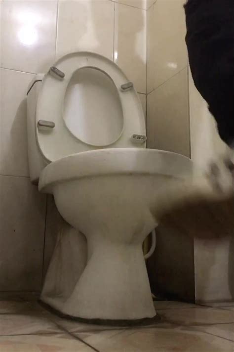 Demo Video ThisVid Com