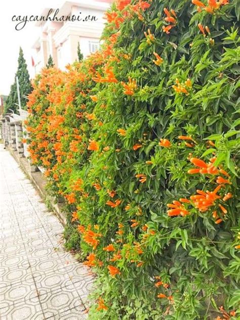 Cây Hoa Chùm Ớt Loài Hoa Leo Hot Nhất Thị Trường Hiện Nay