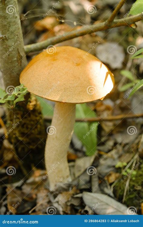 An Edible Aspen Mushroom Growing In The Forest Mushrooms In The Forest