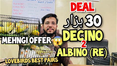 30 Hazar Decino Pairing Mehngii Offer Lovebirds Beat Pairing