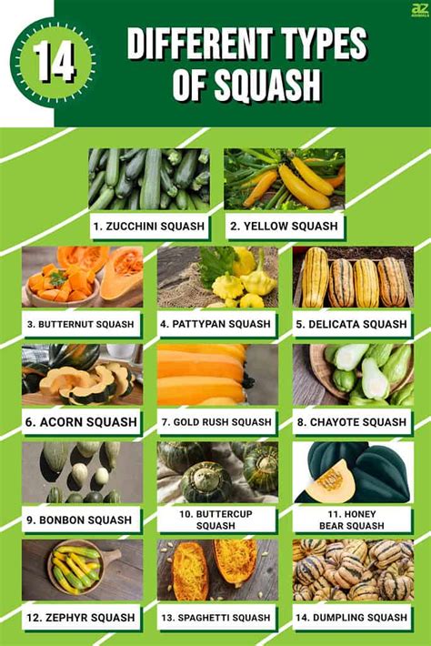 Types Of Squash