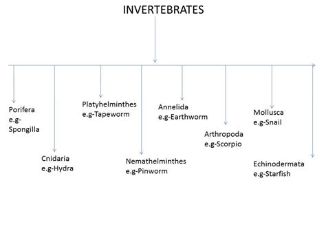 Biology Classification Chart Keski