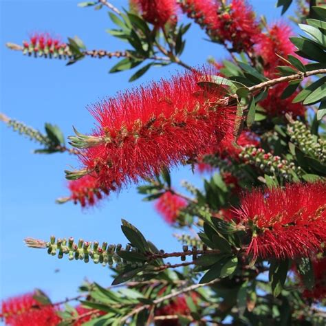 Callistemon Citrinus Deelish Garden Centre