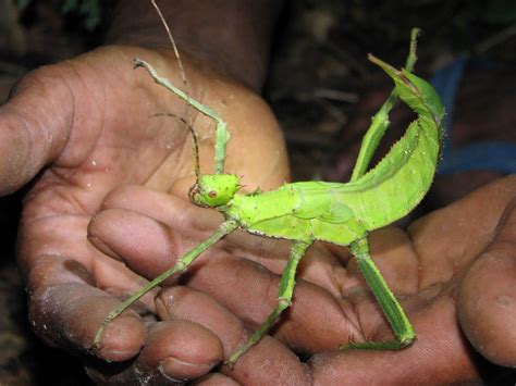 Jungle Nymph Stick Insect Stick Insect Arthropods Jungle Adventure