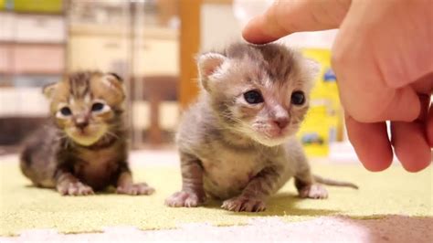 順番待ちをする子猫達の頭をナデナデすると とっても可愛い反応が返ってきた ´艸`♡ エウレカねこ部
