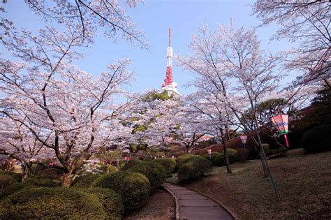 栃木の桜さくら鹿沼日光など2025年人気の桜名所16スポットを紹介THE GATE日本の旅行観光マガジン観光旅行情報掲載