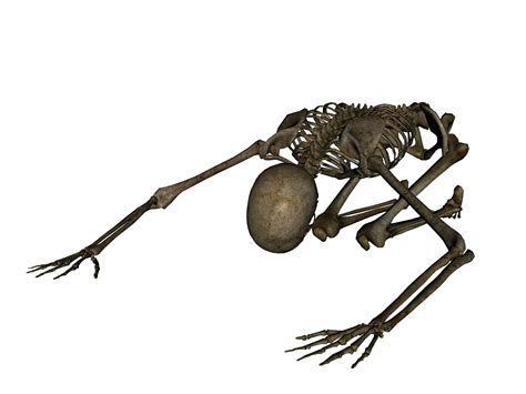 Skeleton Png найдено 89 изображений