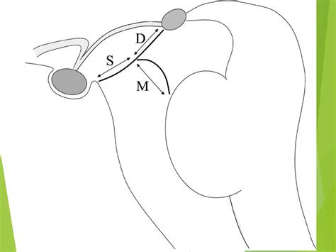 Basal Cisterns Final Ppt
