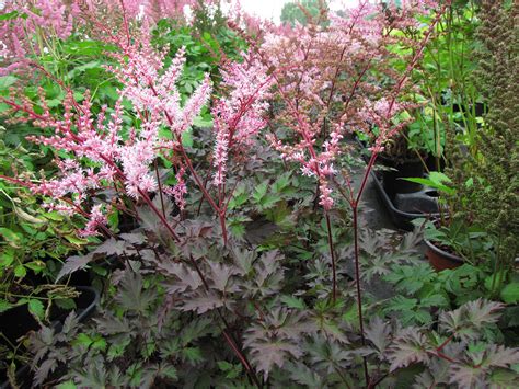 Delft Lace Astilbe - Plants4Home