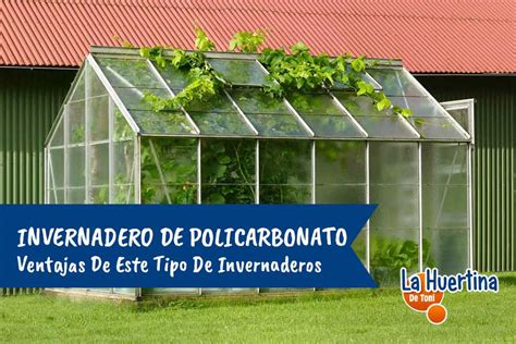 Cultivar En Un Invernadero Tips Y Recomendaciones Plantas
