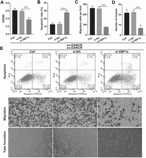 Lncrna Dancr Attenuates Brain Microvascular Endothelial Cell Damage