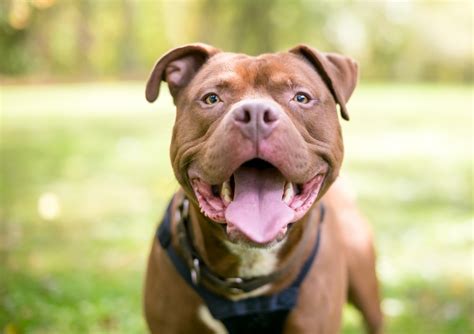 Dog Panting Heavily Causes Symptoms And Treatment Dutch