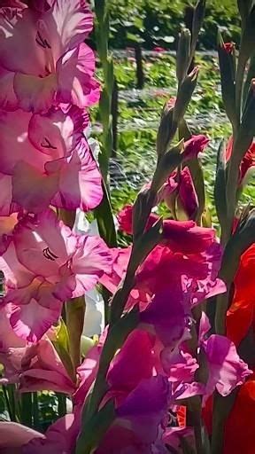 22 Ideias De Aves E Passáros